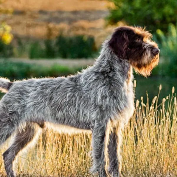 American pointing griffon | Luck dog Wiki | Fandom