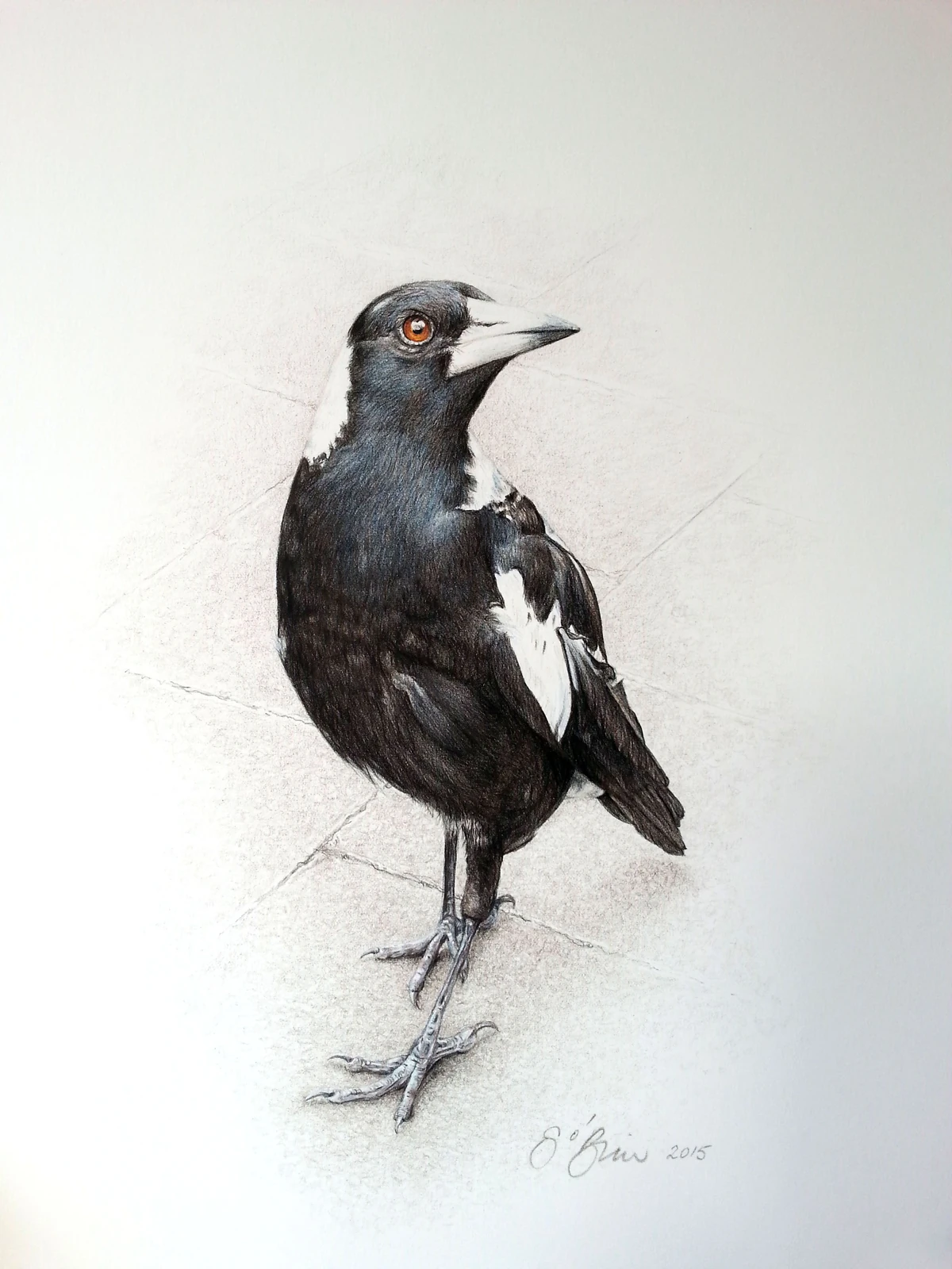 Magpie | Luck dog Wiki | Fandom