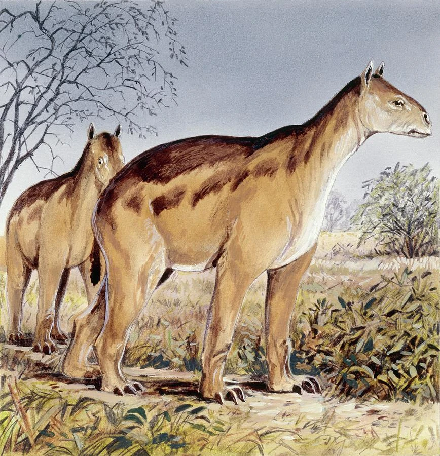 Sophocles the Moropus | Luck dog Wiki | Fandom