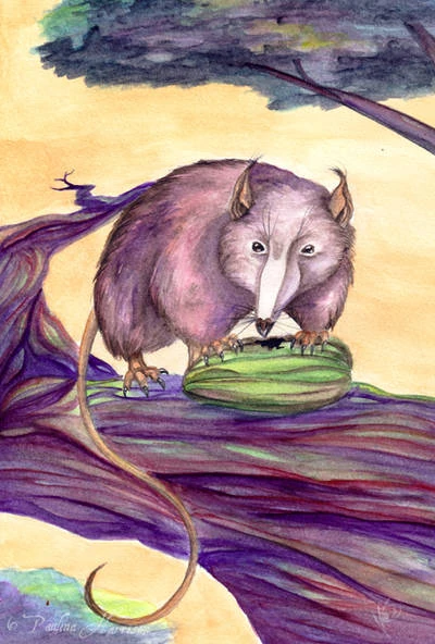 Taffel shrew | Luck dog Wiki | Fandom