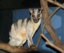 Banded civet | Luck dog Wiki | Fandom