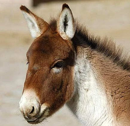 Genghis | Luck dog Wiki | Fandom