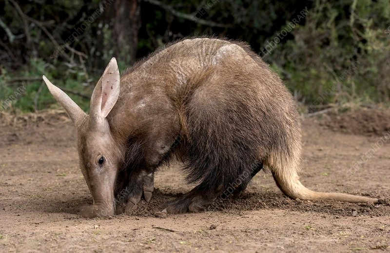 Lady grey | Luck dog Wiki | Fandom