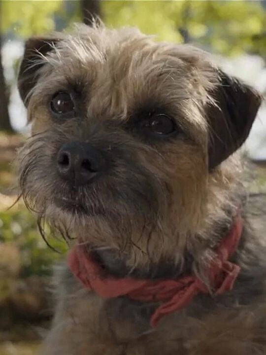 Reggie | Luck dog Wiki | Fandom