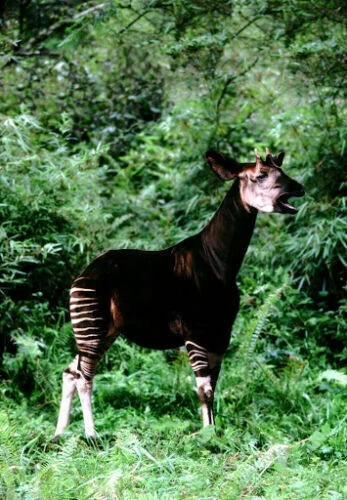 Harold the okapi | Luck dog Wiki | Fandom