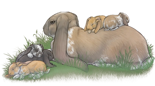 Breeds: Rabbits | Lucky Lapine Wiki | Fandom