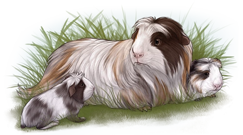 Category:Breeds | Lucky Lapine v2 Wiki | Fandom