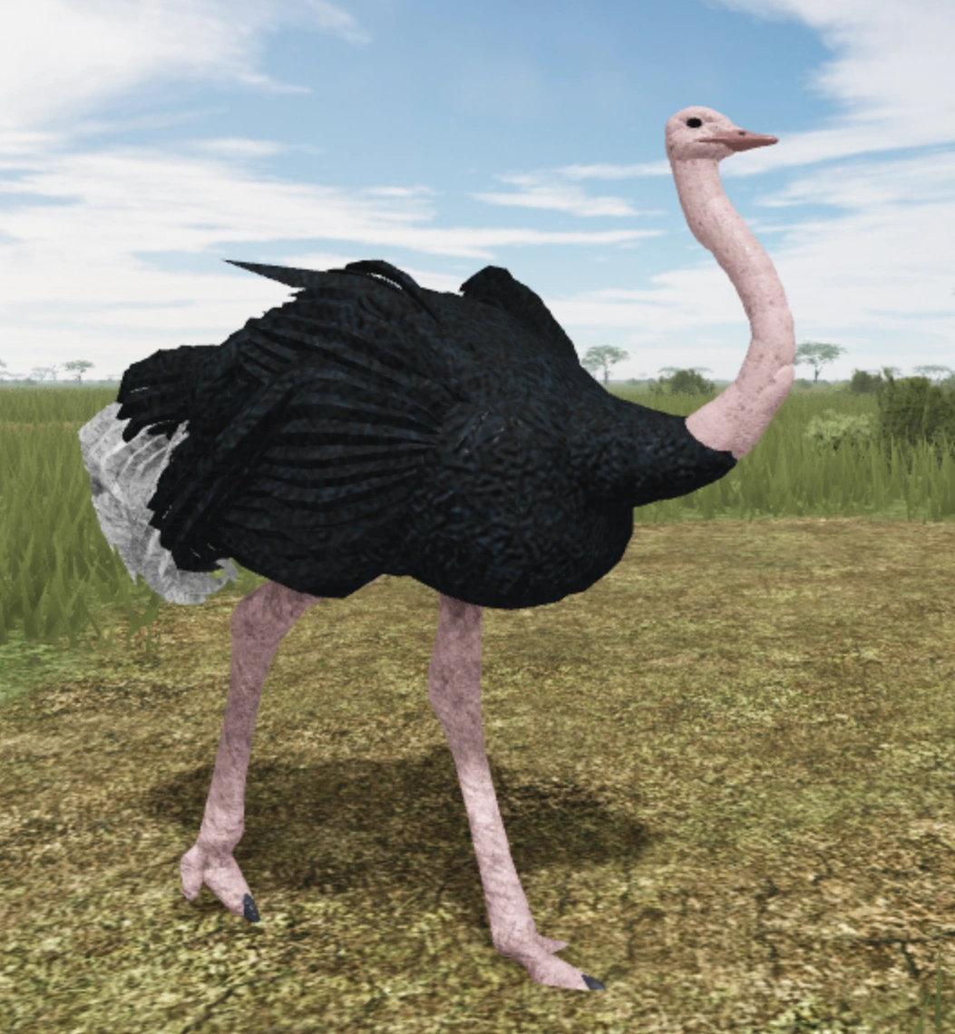 Masai Ostrich | ROBLOX Wild Savannah wiki | Fandom