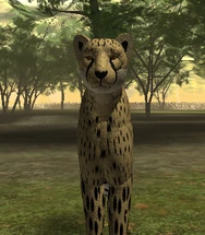 Cheetah/Gallery | ROBLOX Wild Savannah wiki | Fandom