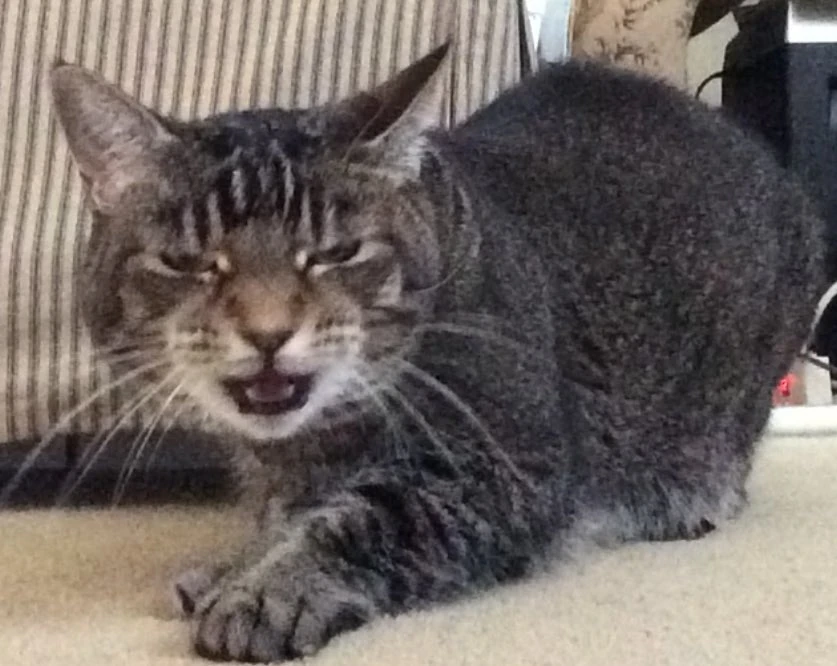 Meowburt | Luigifan00001 Wikia | Fandom