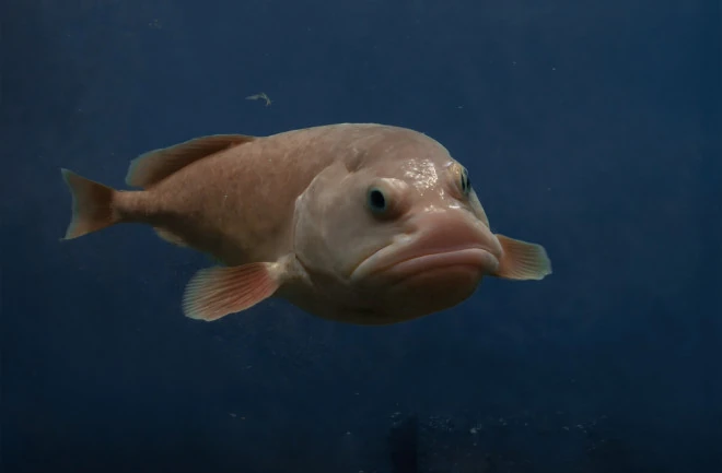 Albert blob fish | Luiginoplush Japanese Wiki | Fandom