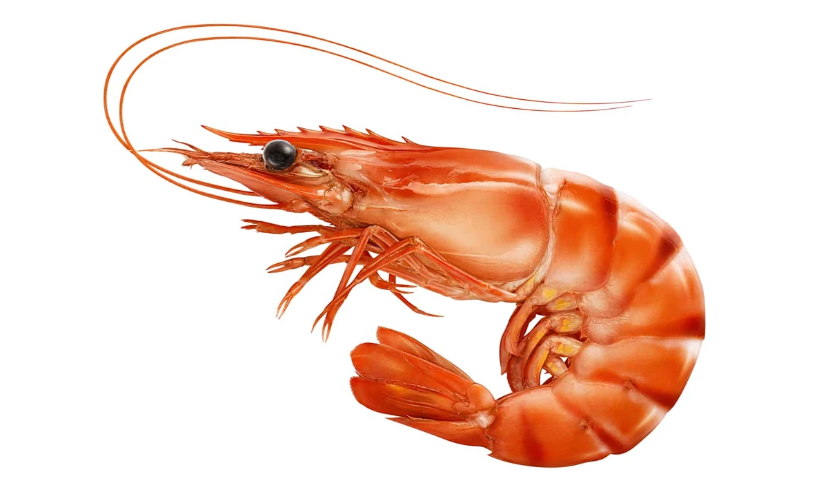 Shrimp guy | Luiginoplush Japanese Wiki | Fandom