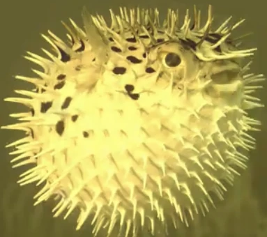Golden pufferfish | Luiginoplush Japanese Wiki | Fandom
