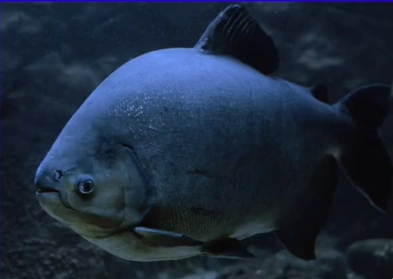 Blue pacu | Luiginoplush Japanese Wiki | Fandom