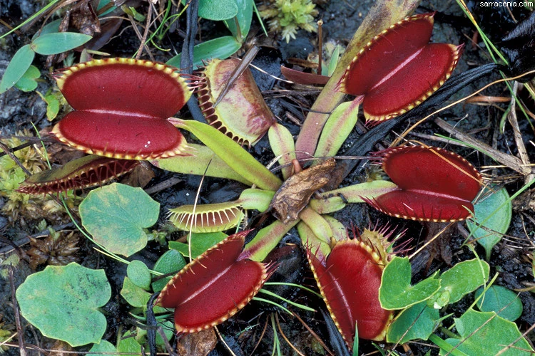 Plant Elves | Lunacy Wiki | Fandom