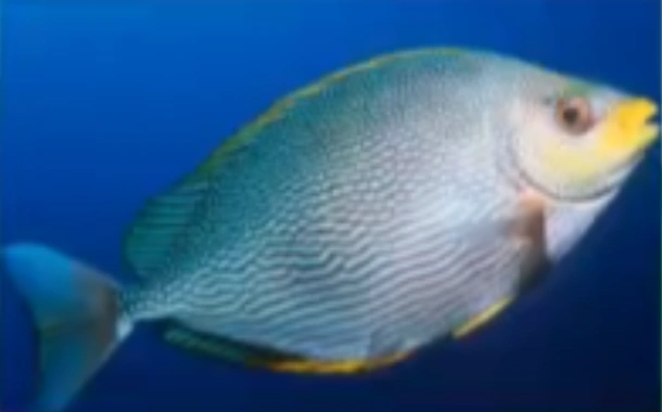 Fred | LunarNobee Wiki | Fandom