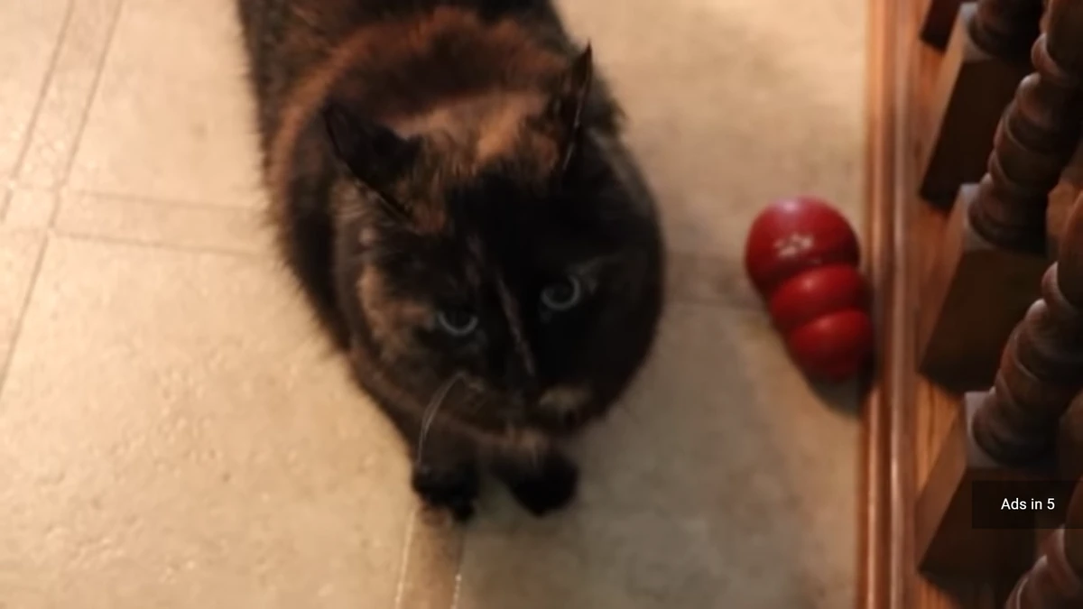 Vakita | Life of luxury Wiki | Fandom