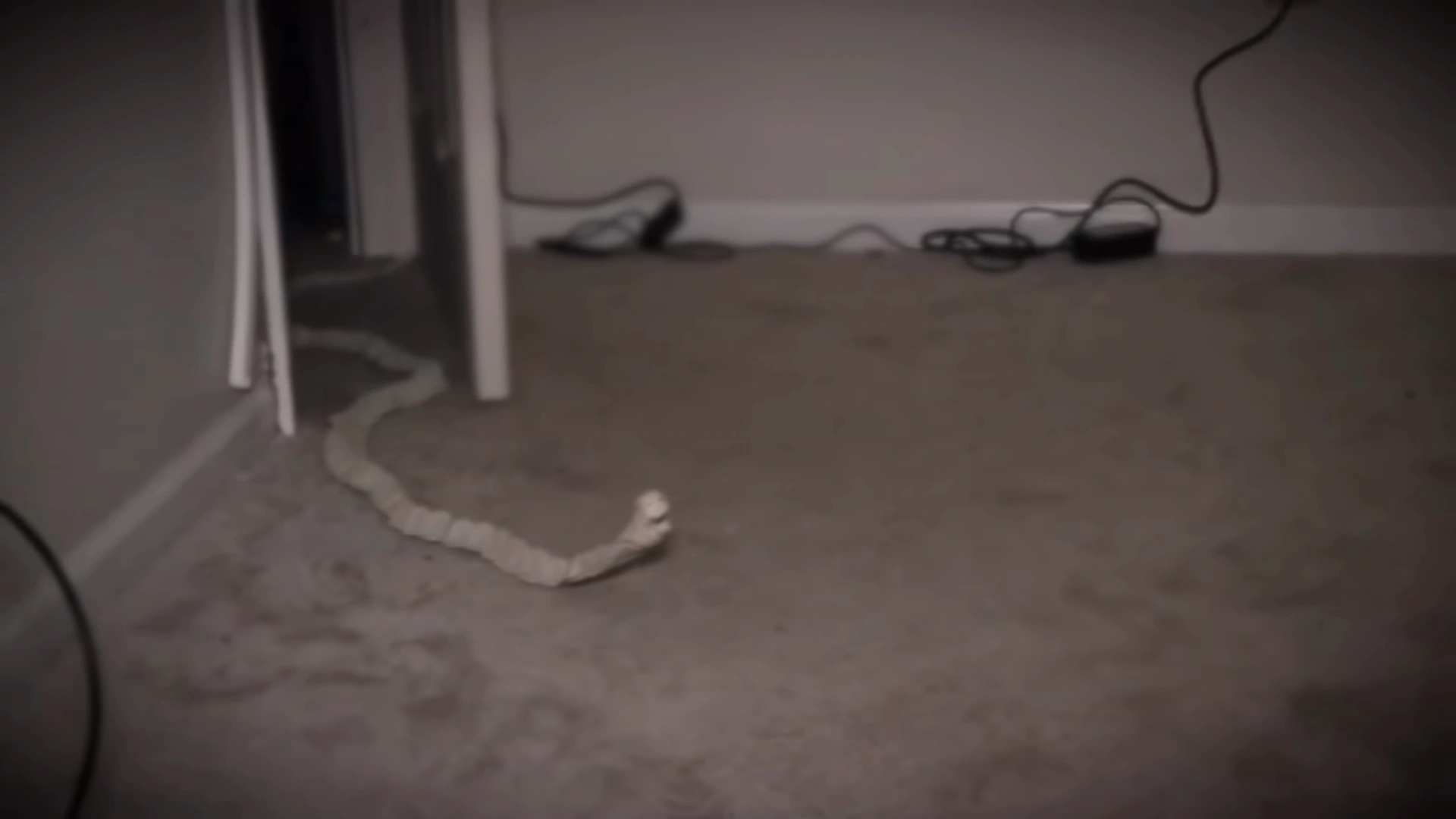 Bed Worm | Life of luxury Wiki | Fandom