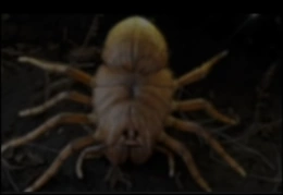 Pig Eating Spider | Life of luxury Wiki | Fandom