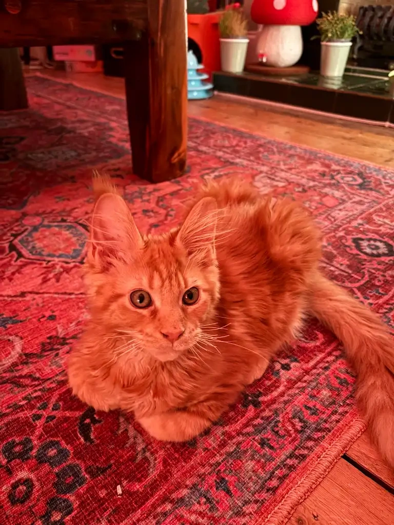 Fig | Lydia the Bard Wiki | Fandom