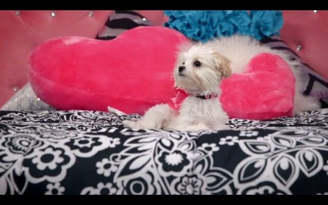 Maliboo/Gallery | MackenzieZiegler Wiki | Fandom