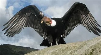 Condor | Macropod Madness Wiki | Fandom