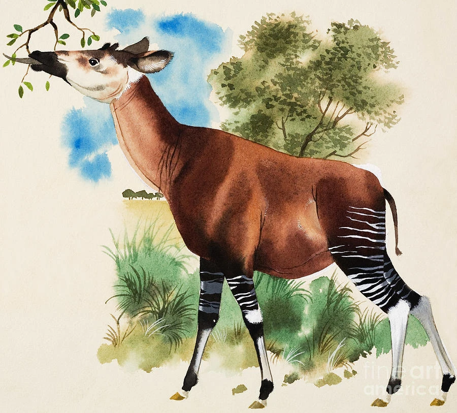 Okapi | Macropod Madness Wiki | Fandom