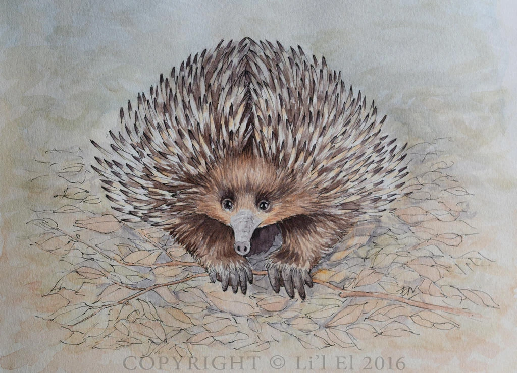 Kathryn | Macropod Madness Wiki | Fandom