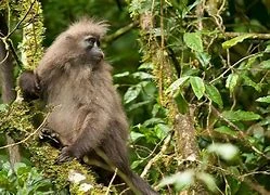 Kipunji | Macropod Madness Wiki | Fandom