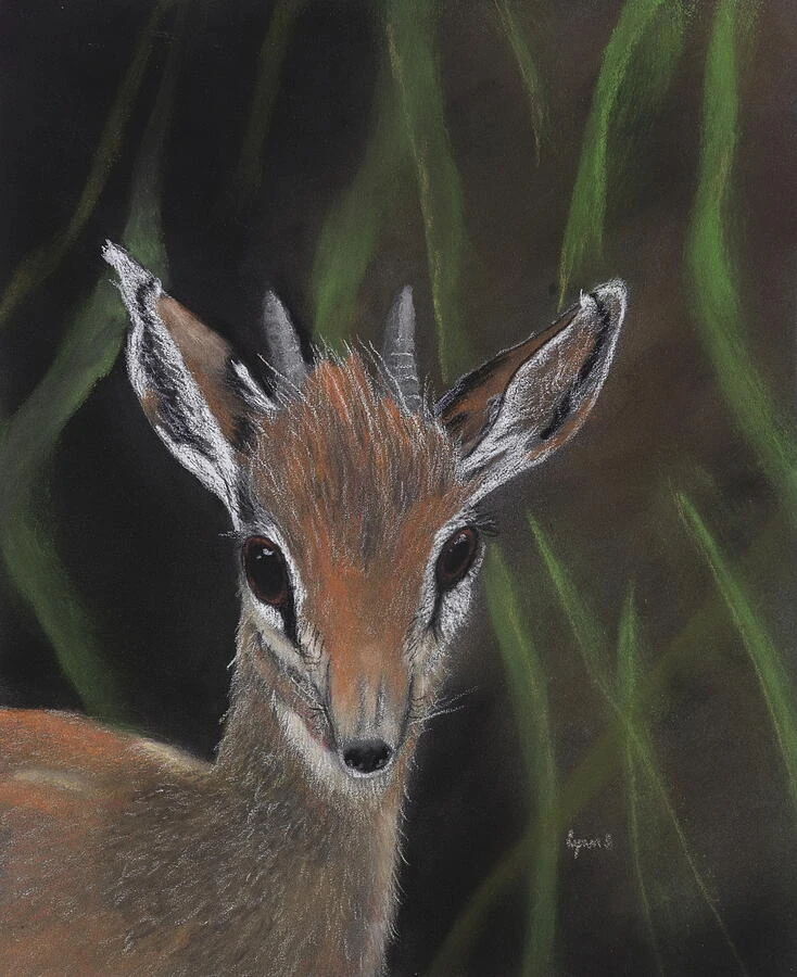 Freddy | Macropod Madness Wiki | Fandom