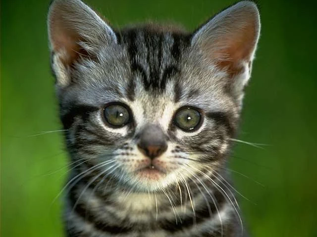 Házi macska | A Macskák-wiki | Fandom