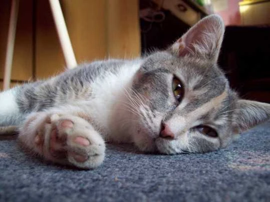 A Macskák-wiki | Fandom