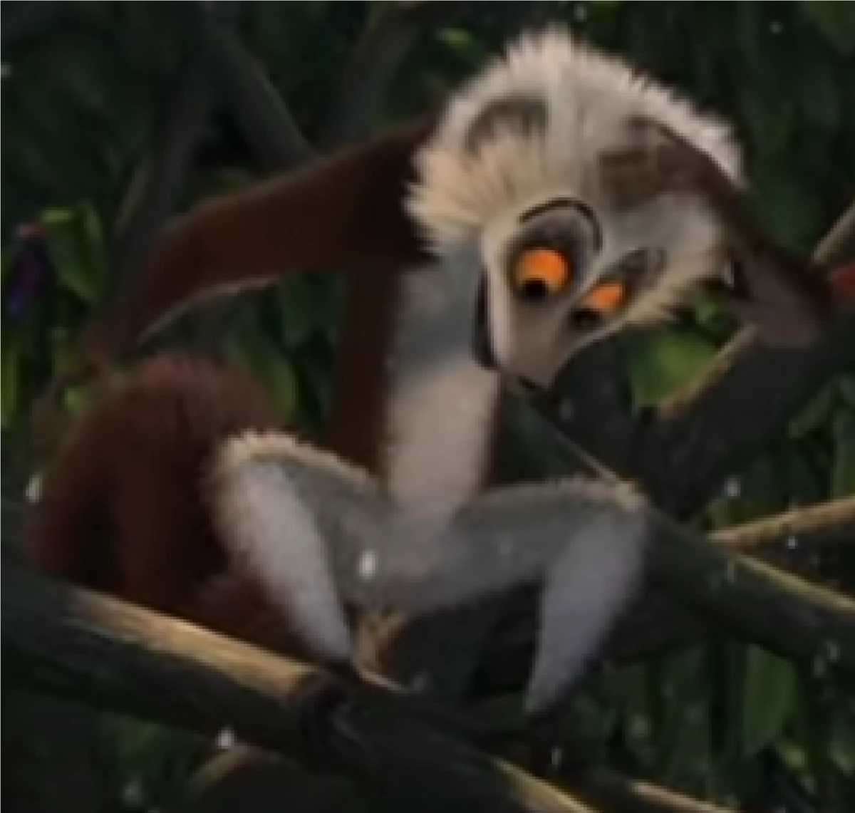 White-Fronted Brown Lemur | Madagascar FANDOM Wiki | Fandom