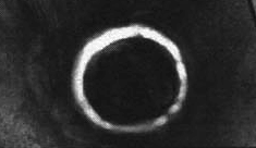 Ring of the Essence | Made in Abyss Wiki | Fandom