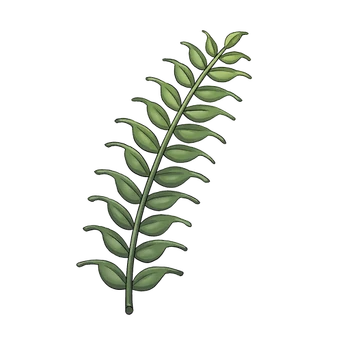 Ouba | Made in Abyss Wiki | Fandom