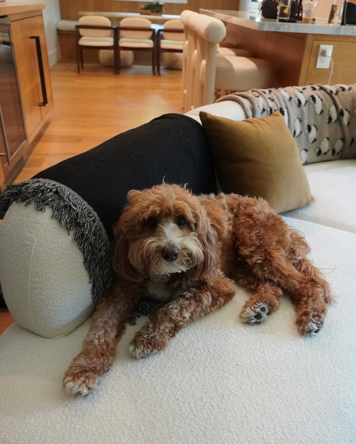 Rodney | Madelyn Cline Wiki | Fandom