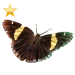 Golden-banded Butterfly | Mafia Wars Wiki | Fandom