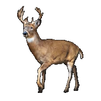 White Tailed Deer | Mafia Wars Wiki | Fandom