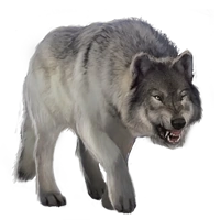 Gray Wolf | Mafia Wars Wiki | Fandom