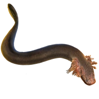 Lesser Siren | Mafia Wars Wiki | Fandom