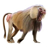 Hamadryas Baboon | Mafia Wars Wiki | Fandom