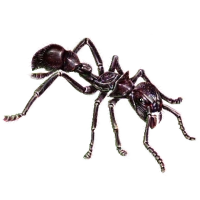 Bullet Ant | Mafia Wars Wiki | Fandom