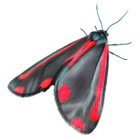 Cinnabar Moth | Mafia Wars Wiki | Fandom