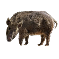 Razorback | Mafia Wars Wiki | Fandom