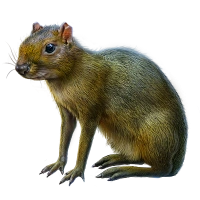 Acouchi | Mafia Wars Wiki | Fandom