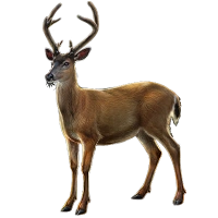 Blacktail Deer | Mafia Wars Wiki | Fandom