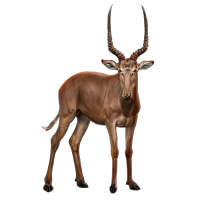 Hirola | Mafia Wars Wiki | Fandom