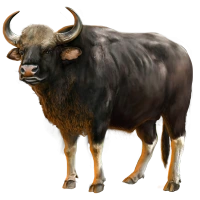 Gaur | Mafia Wars Wiki | Fandom