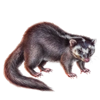 Ferret Badger | Mafia Wars Wiki | Fandom