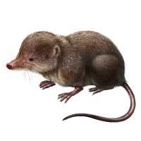 Eurasian Water Shrew | Mafia Wars Wiki | Fandom